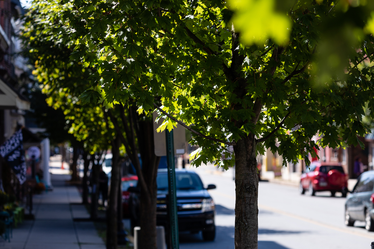 Study shows how cities can optimize environmental benefits of trees ...