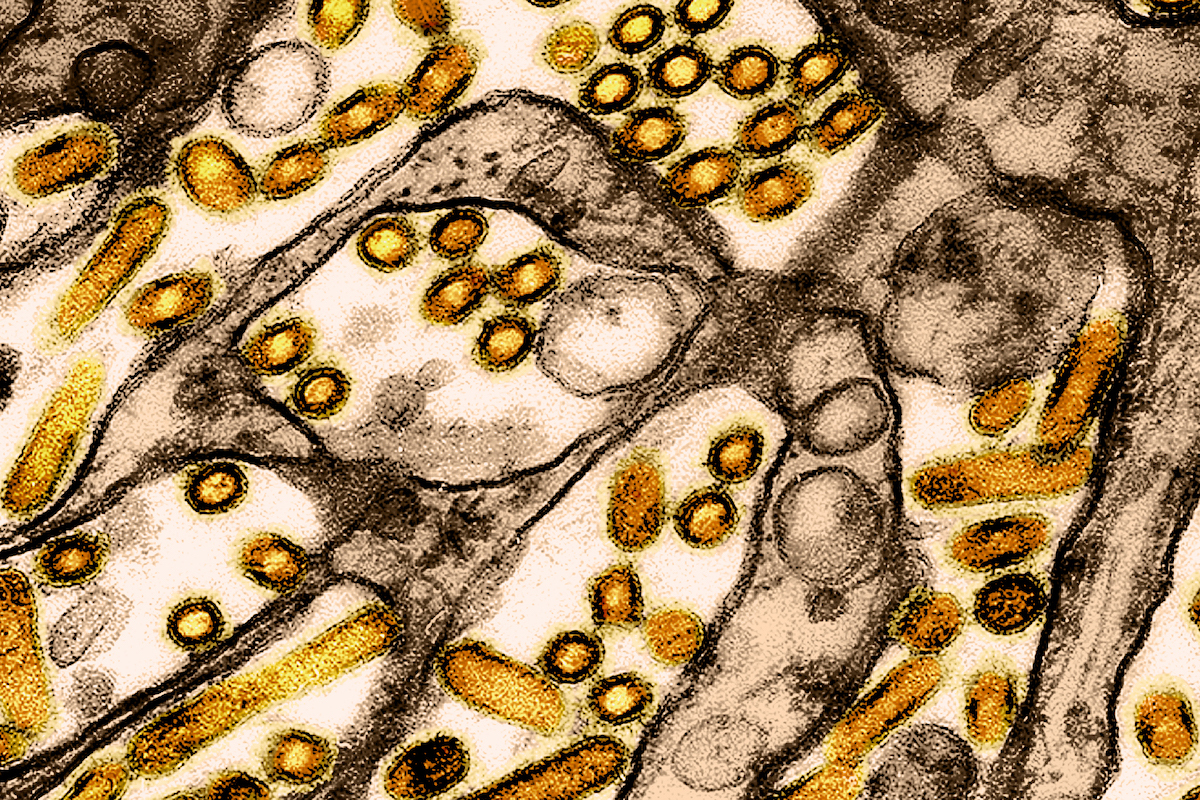 Covering the ongoing bird flu story as it unfolds | Association of ...